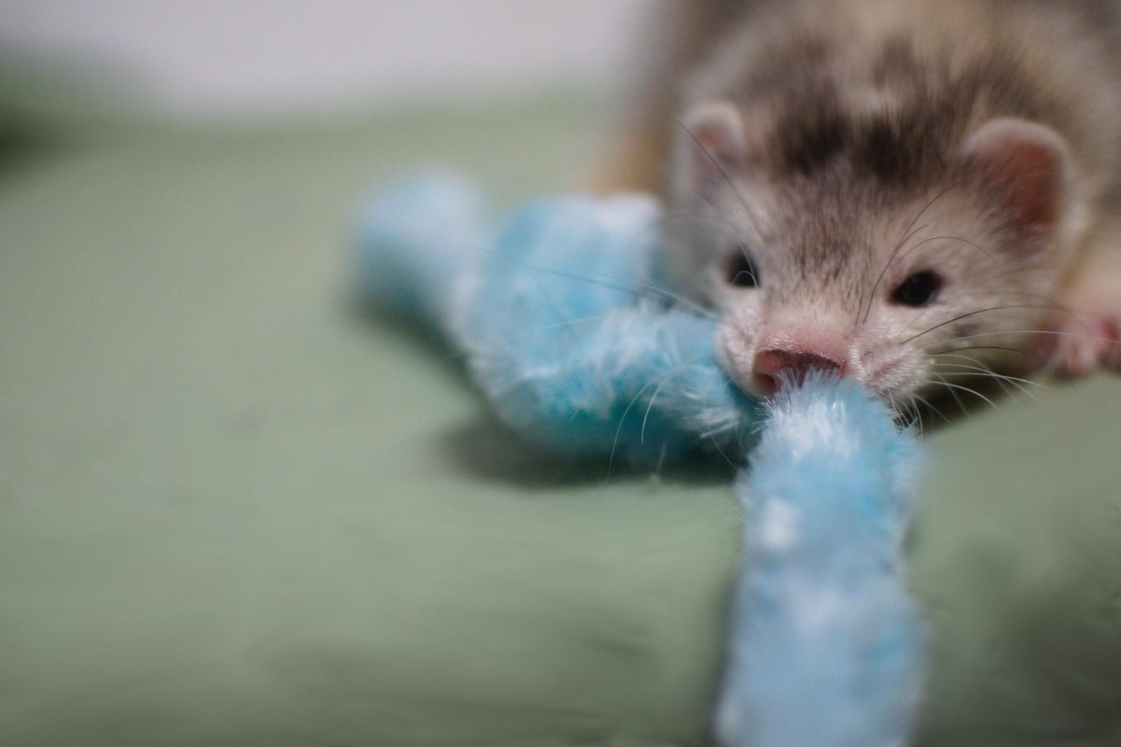 MissFerretsMade | Wonderlink